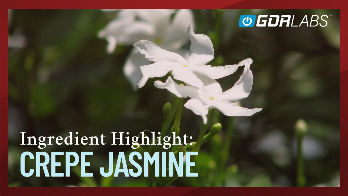 Crepe Jasmine and Conolidine: A Natural Path to Relief Backed by Scien ...